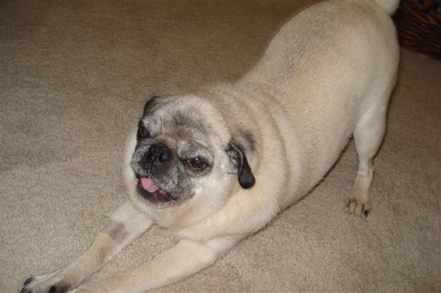 Wrinkles the Pug