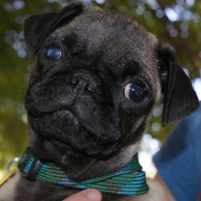 Bruno the Pug