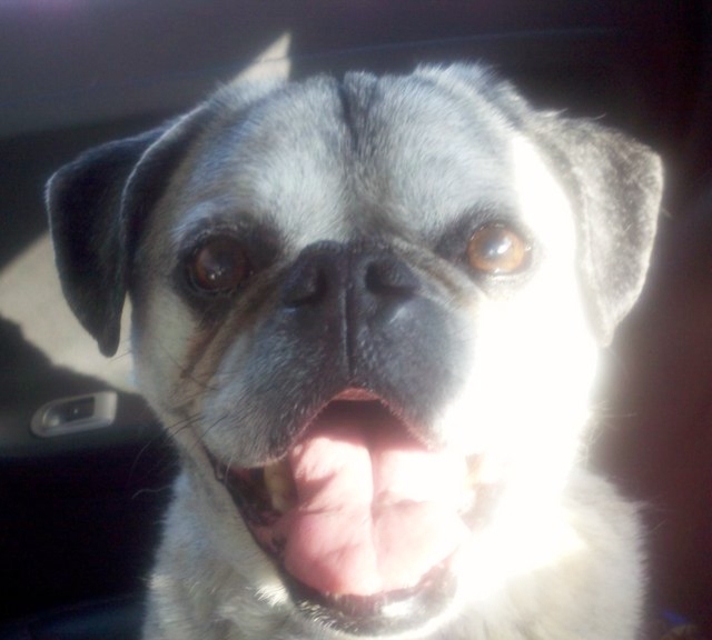 Edgar Allan Pug the Pug