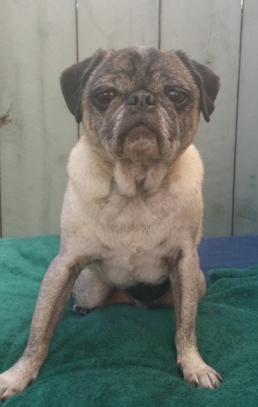 Kauai the Pug