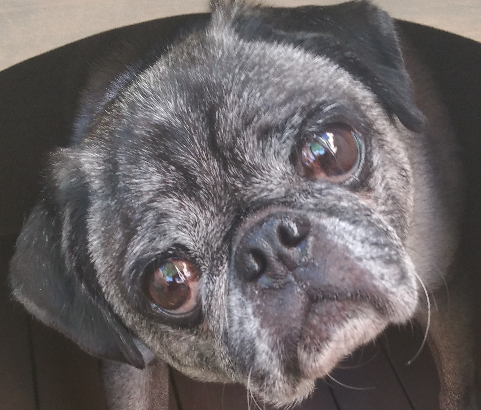 Kauai the Pug