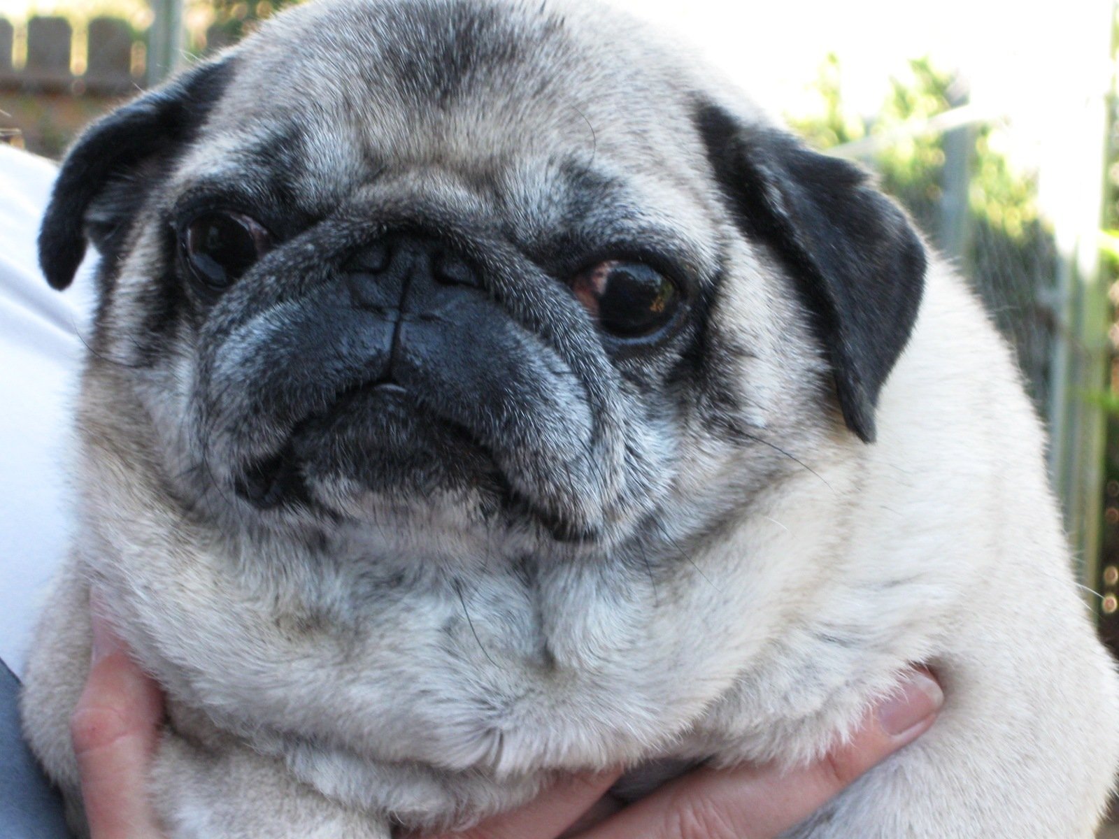 Lily the Pug