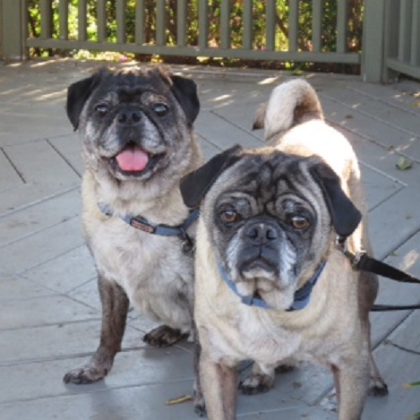 Magoo/Bosley the Pug