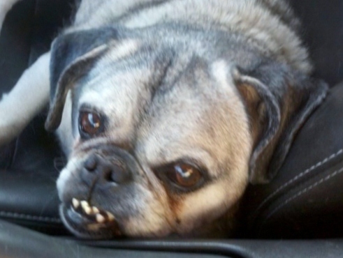 Edgar Allan Pug the Pug