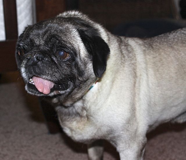Pugsey the Pug