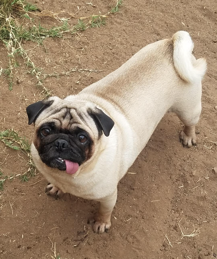 Rocket III the Pug