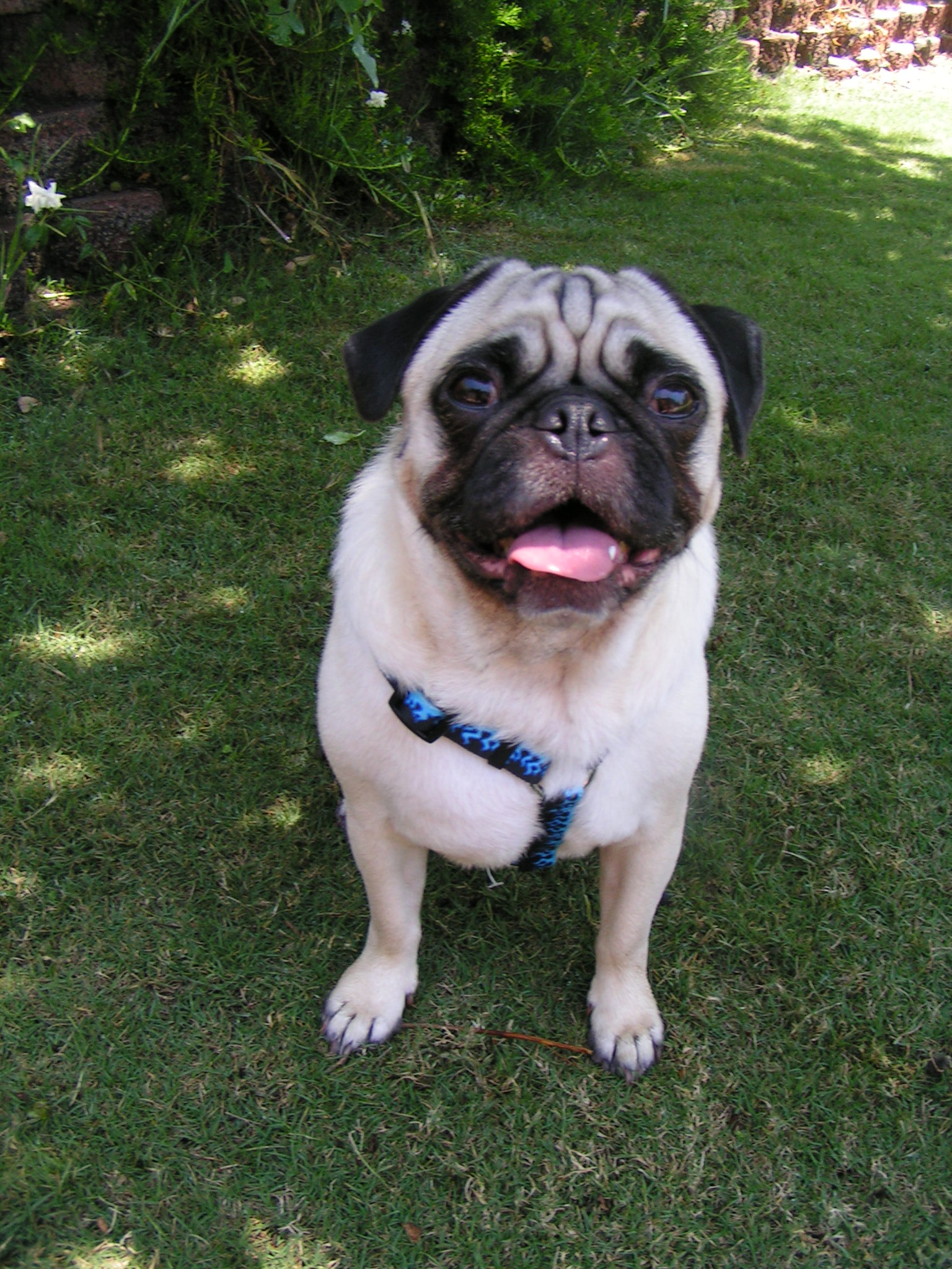 Steele the Pug