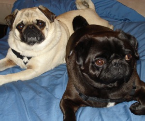 Dozer & Tank III the Pug