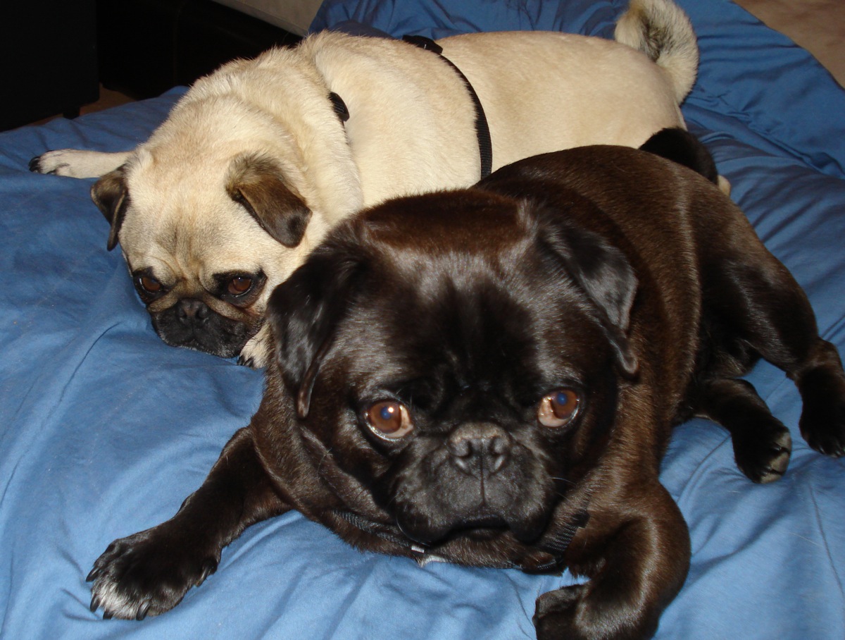 Dozer & Tank III the Pug