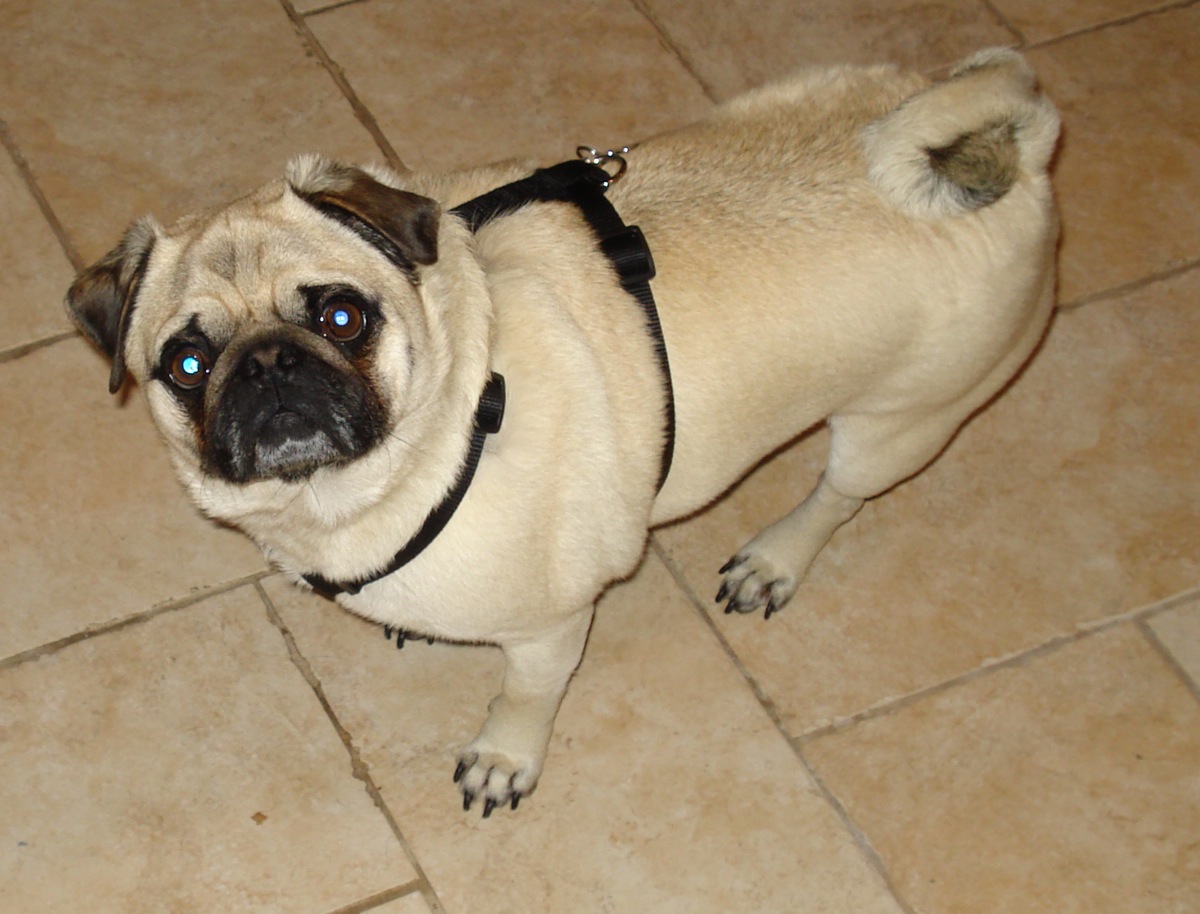 Dozer & Tank III the Pug