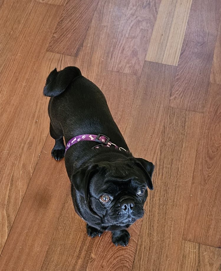 Chenille the Pug