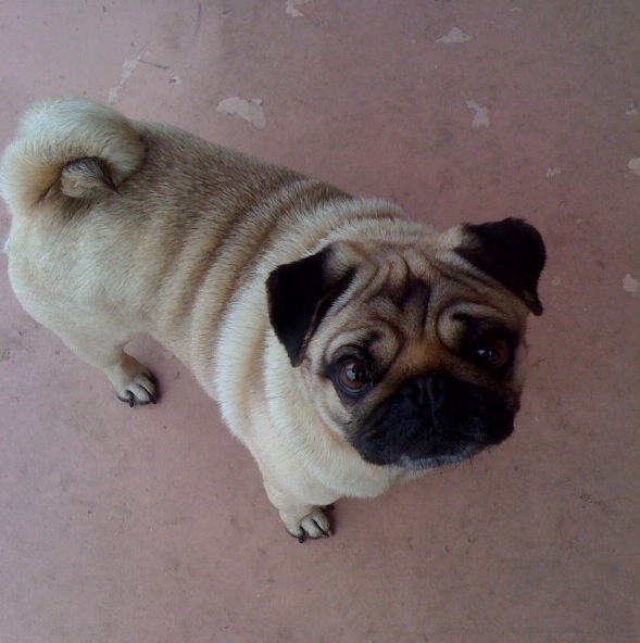 Goku the Pug