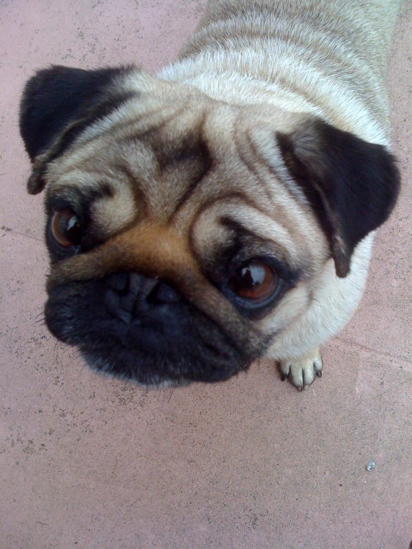 Goku the Pug