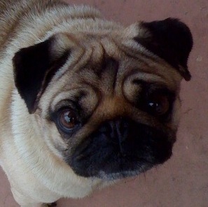 Goku the Pug