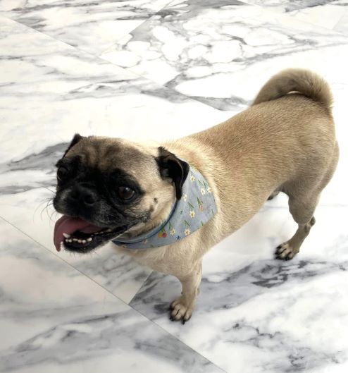 Hank and Penny the Pug