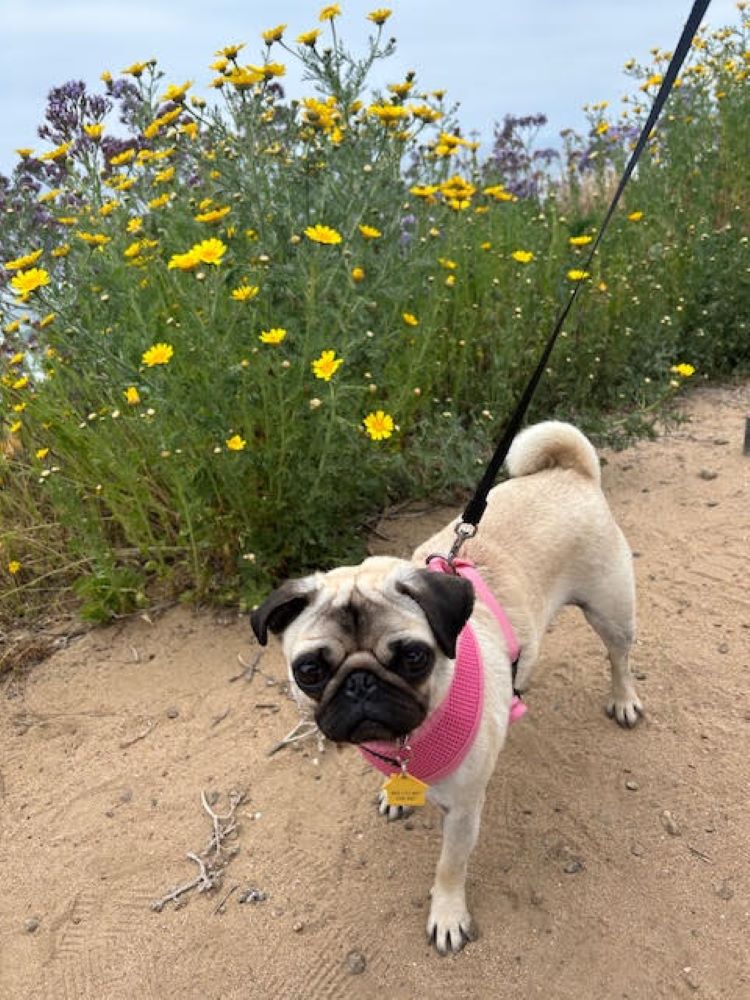 Petunia I the Pug