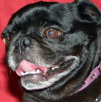 Tobin the Pug
